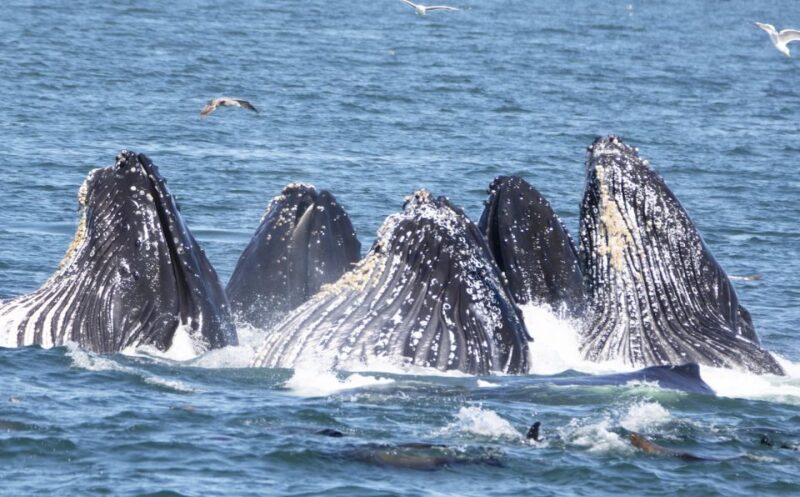 Monterey: Whale Watching Tour with A Marine Guide - The Wildlife and Sightings