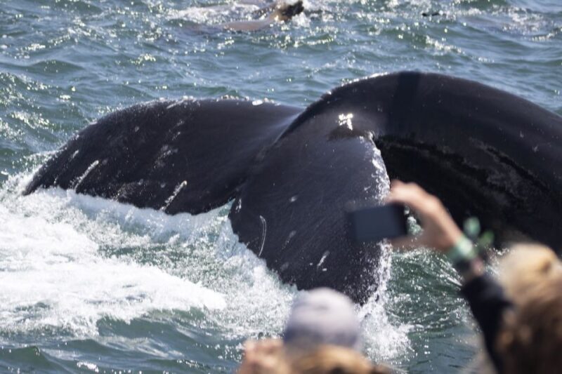Monterey: Whale Watching Tour with A Marine Guide - Practical Tips for Travelers