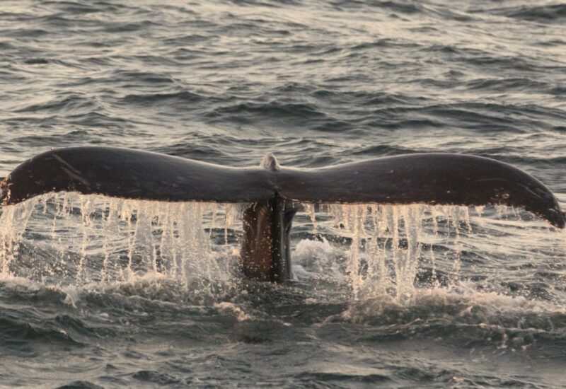 Monterey: Whale Watching Tour with A Marine Guide - The Sum Up: Who Will Appreciate This Experience?