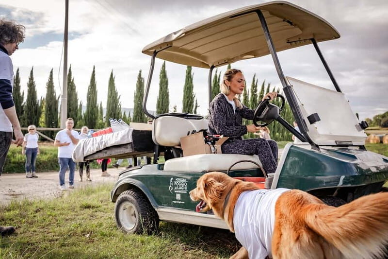Monteriggioni: Vineyard Golf Cart Tour with Wine and Lunch - Key Points
