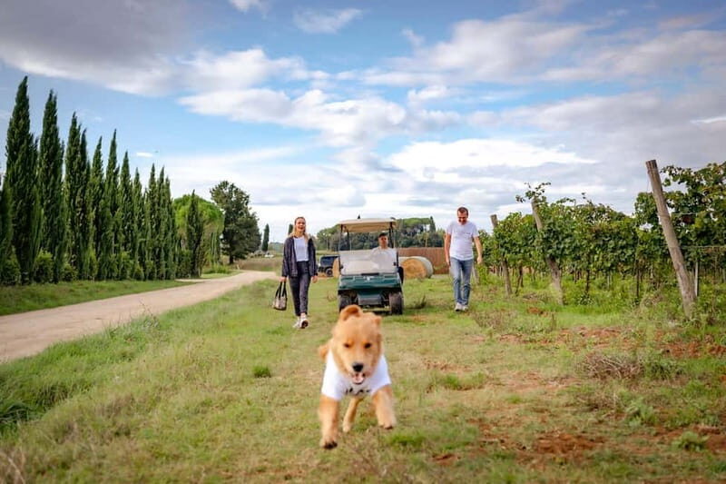 Monteriggioni: Vineyard Golf Cart Tour with Wine and Lunch - An Inviting Introduction to Tuscany’s Wine and Landscape