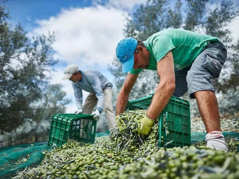 Monterosa Olive Grove: Visit to the Mill & Olive Oil Tasting - Summary
