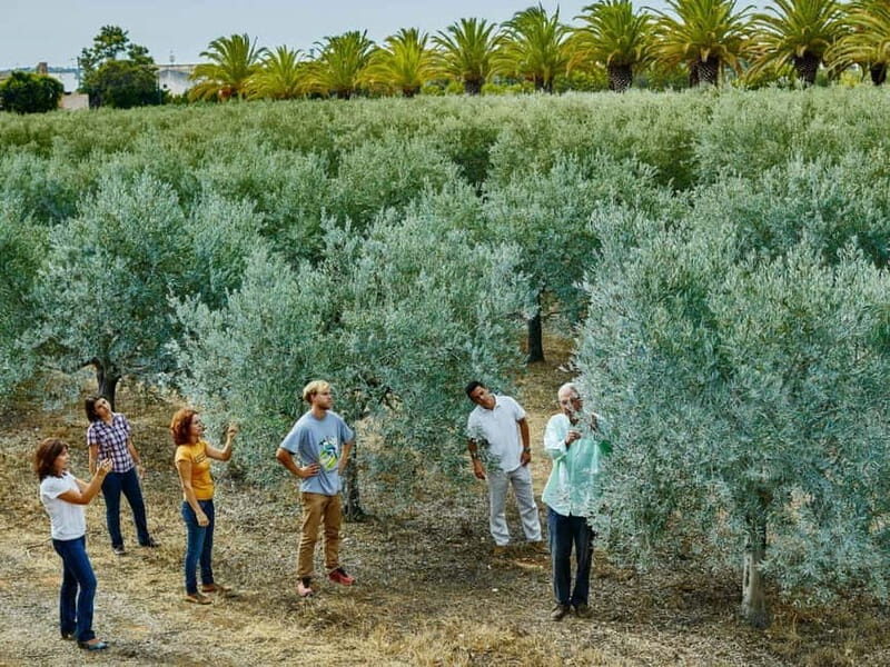 Monterosa Olive Grove: Visit to the Mill & Olive Oil Tasting - Introduction