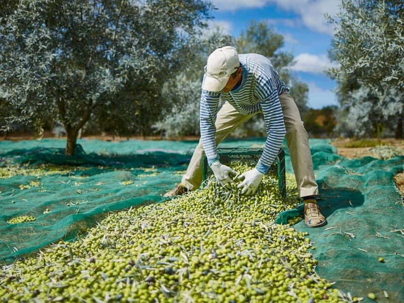 Monterosa Olive Grove: Visit to the Mill & Olive Oil Tasting - Key Points