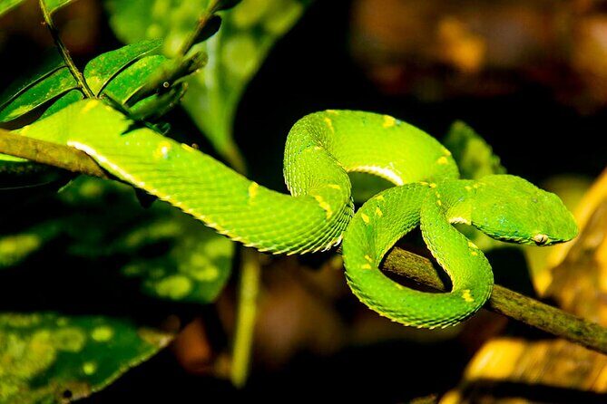 Monteverde Night Walk Tour: the night life of the forest - Key Points