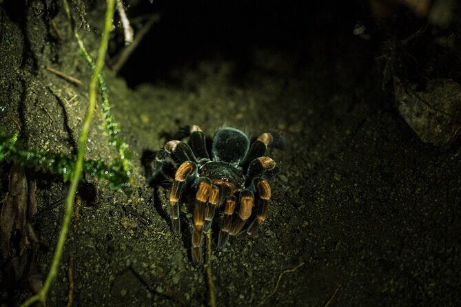 Monteverde Night Walk Tour: the night life of the forest - The Itinerary Breakdown