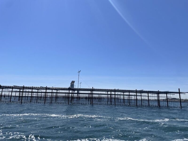 Montpellier: Half-day Trip to Etang de Thau Lake with Lunch - Key Points