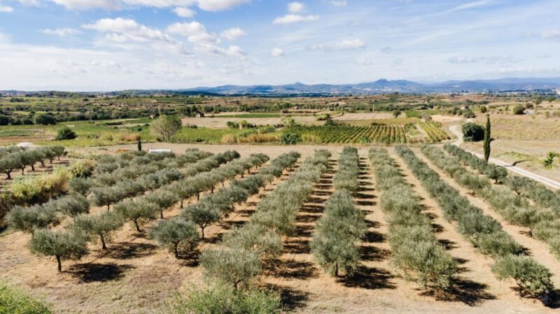Montpellier : Visit lavender field and an Olive Oil Mill - Montpellier: Visit Lavender Field and an Olive Oil Mill
