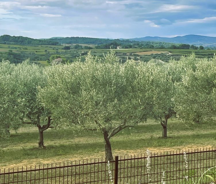 Montpellier : Visit lavender field and an Olive Oil Mill - The Lavender Experience: Timing and Authenticity