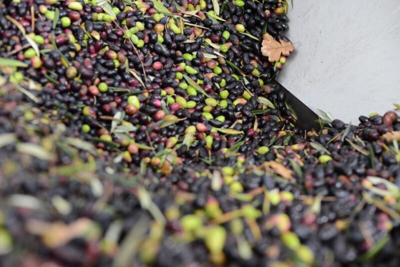 Montpellier : Visit lavender field and an Olive Oil Mill - Transportation, Group Size, and Flexibility