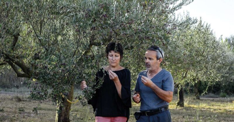 Montpellier : Visit lavender field and an Olive Oil Mill - Who Is This Tour Best For?