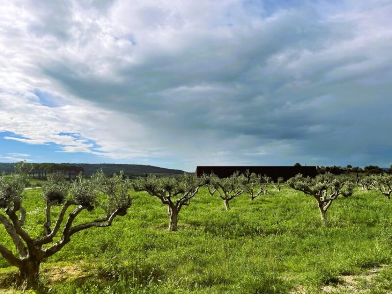Montpellier : Visit lavender field and an Olive Oil Mill - Final Thoughts