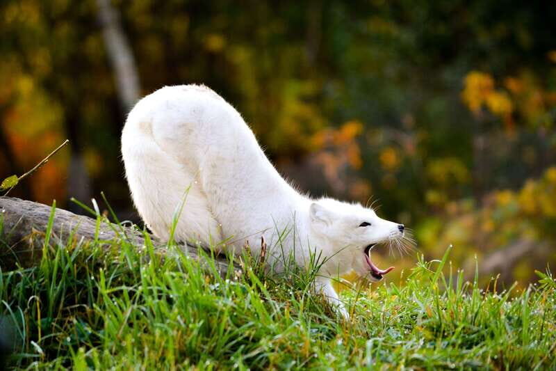 Montreal: Ecomuseum Zoo Entry Ticket - An Introduction to the Ecomuseum Zoo Experience