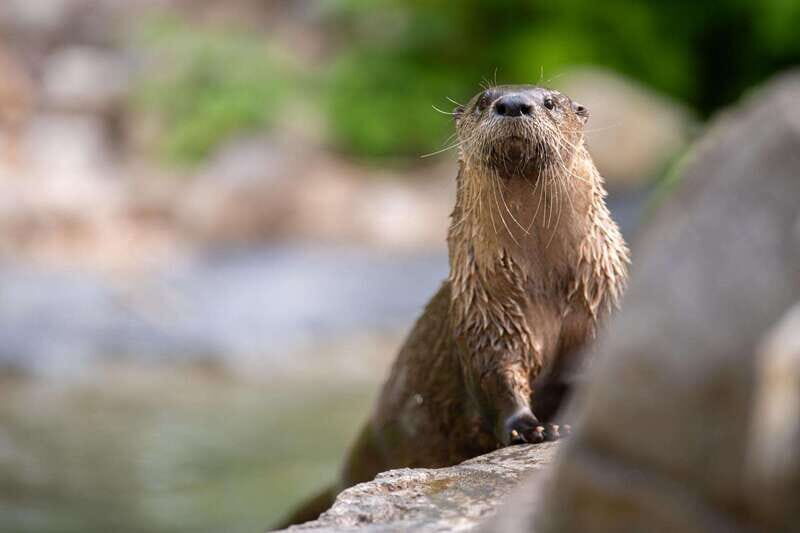 Montreal: Ecomuseum Zoo Entry Ticket - Final Thoughts: Who Will Get the Most Out of This Visit
