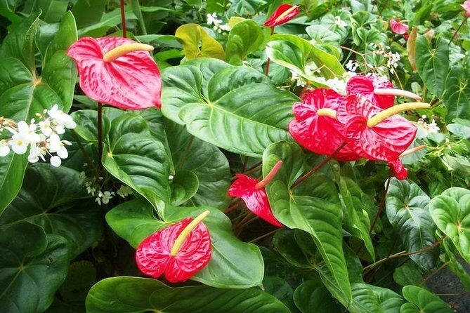 Montreal Gardens Tour with Trubb Taxi Tours - Exploring the Montreal Gardens Tour with Trubb Taxi Tours: An Authentic Island Experience