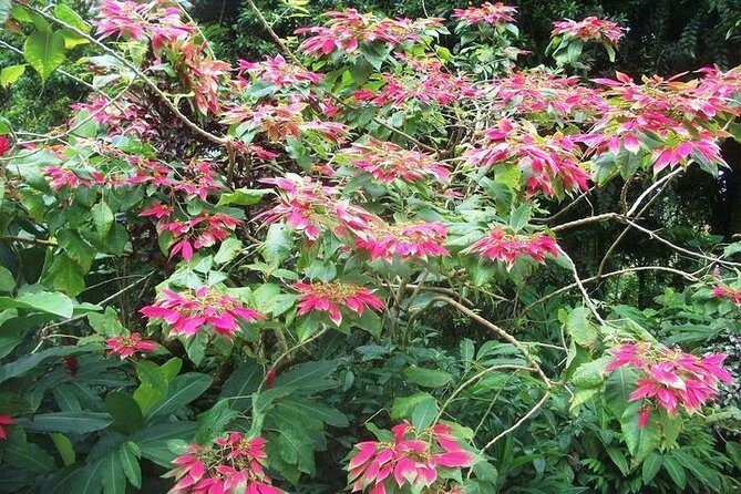 Montreal Gardens Tour with Trubb Taxi Tours - Authentic Insights from Past Travelers