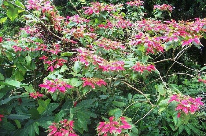 Montreal Gardens Tour with Trubb Taxi Tours - Who Will Love This Tour?