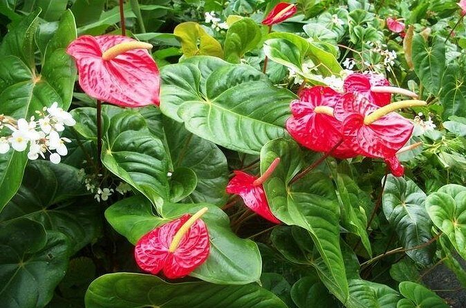 Montreal Gardens Tour with Trubb Taxi Tours - Who Might Want More?