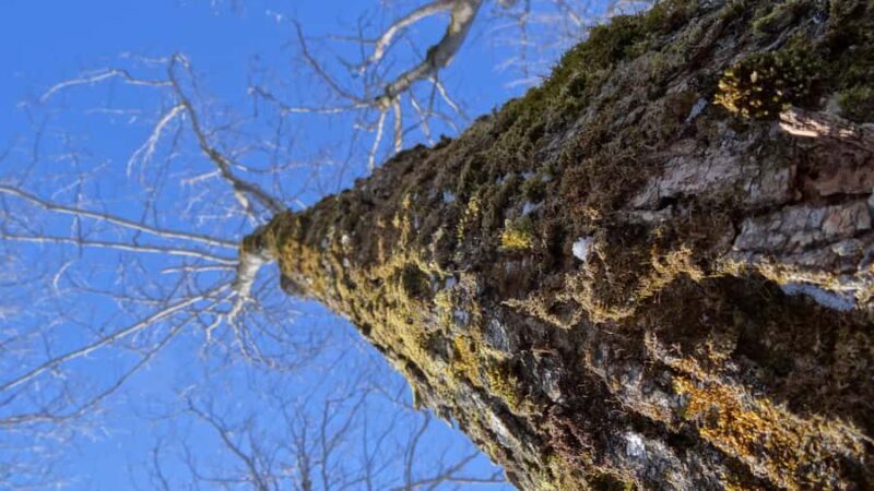 Montreal: Maple syrup talk and tasting! In French! - Who Should Consider This Tour?