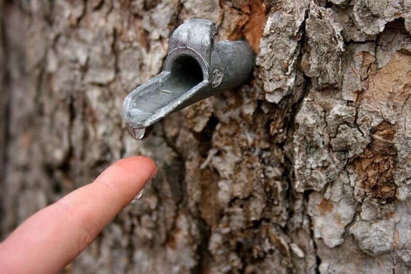 Montreal: Maple Syrup Tour with Sugar Shack & Local Cuisine - Who Should Book This Tour?