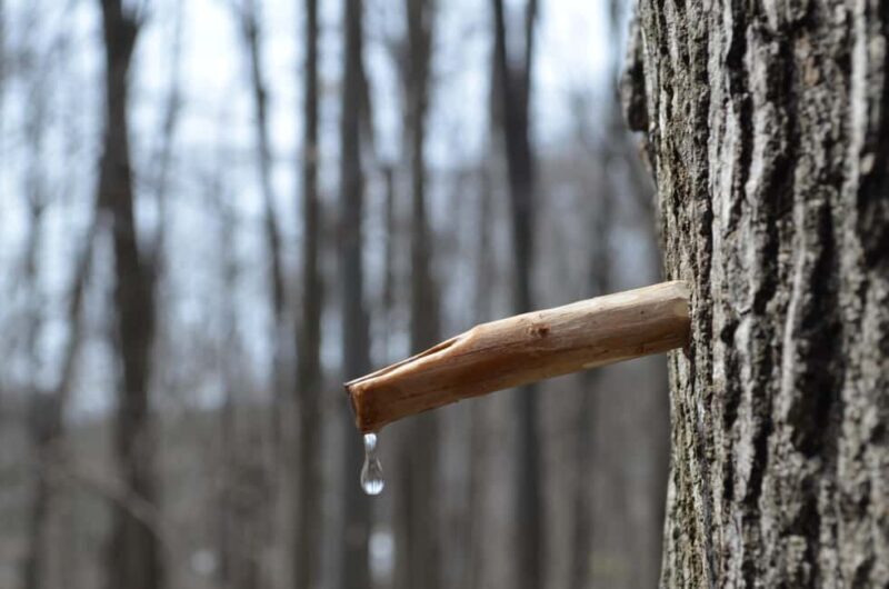 Montreal: Maple Syrup Tour with Sugar Shack & Local Cuisine - The Sum Up
