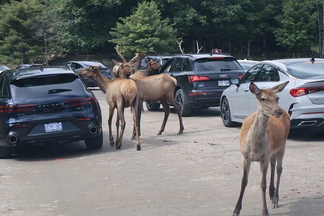 Montreal: Omega Park Canadian Wildlife Safari Adventure - The Itinerary Breakdown – What to Expect