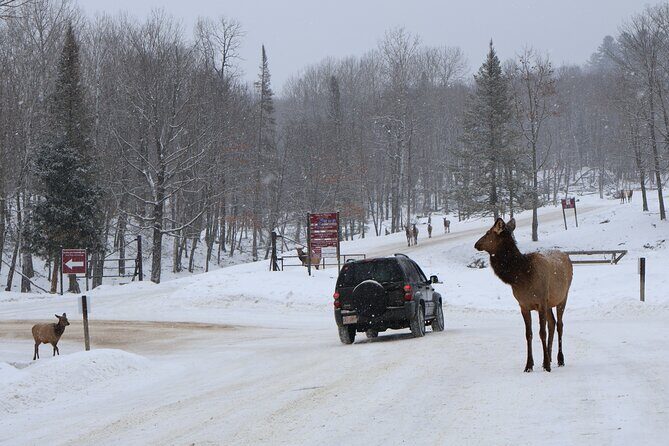 Montreal: Omega Park Canadian Wildlife Safari Adventure - Who Will Love This Tour?