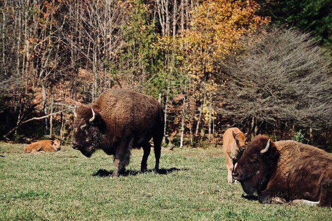 Montreal: Omega Park Canadian Wildlife Safari Adventure - Overview of the Omega Park Safari Adventure