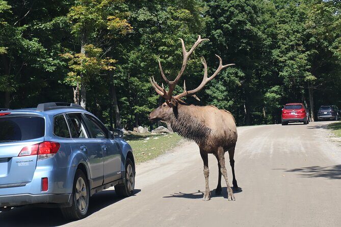 Montreal: Omega Park Canadian Wildlife Safari Adventure - Transportation and Group Size