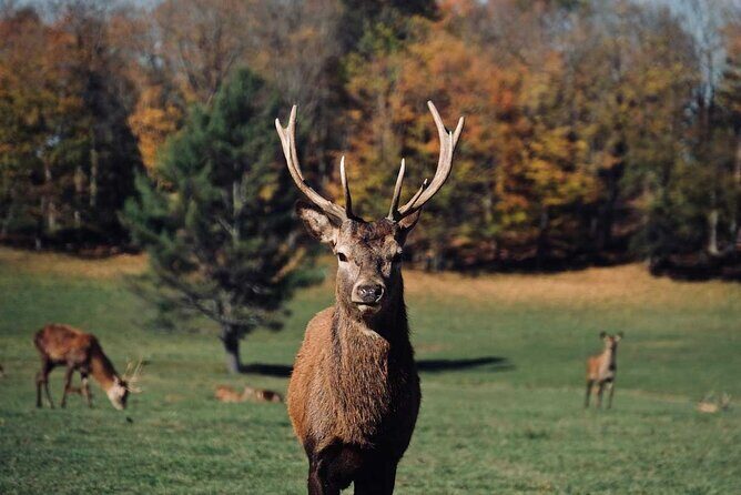 Montreal: Omega Park Canadian Wildlife Safari Adventure - Authentic, Ethical Wildlife Encounters