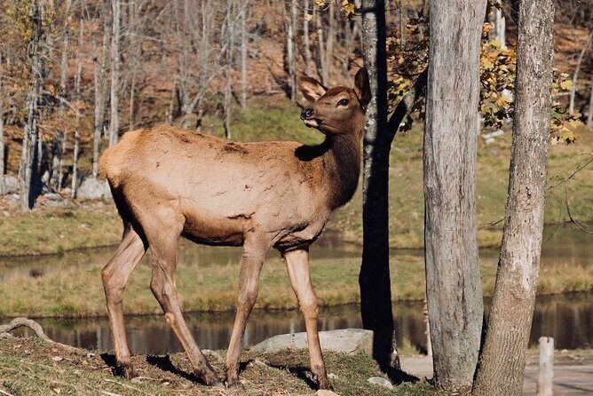 Montreal: Omega Park Canadian Wildlife Safari Adventure - The Value for Money