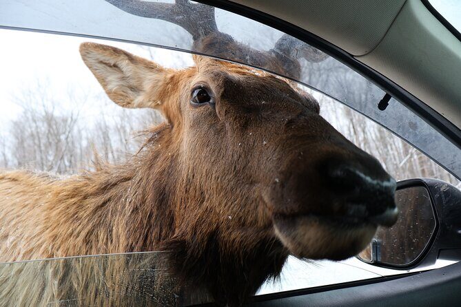 Montreal: Omega Park Canadian Wildlife Safari Adventure - Who Will Enjoy This Tour Most?