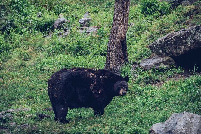 Montreal: Omega Park Canadian Wildlife Safari Adventure - Frequently Asked Questions (FAQs)