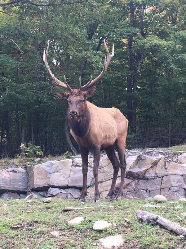 Montreal: Private Day Tour to Parc Omega & Montebello Lodge - Key Points
