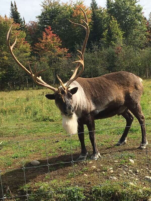 Montreal: Private Day Tour to Parc Omega & Montebello Lodge - What to Expect from the Tour