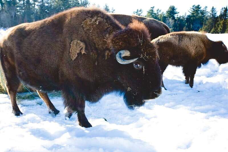 Montreal: Private Day Tour to Parc Omega & Montebello Lodge - Is This Tour for You?