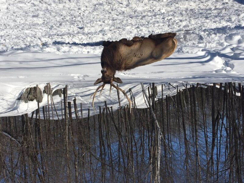 Montreal: Private Day Tour to Parc Omega & Montebello Lodge - The Sum Up