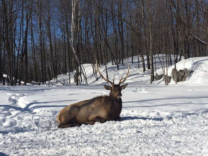 Montreal: Private Day Tour to Parc Omega & Montebello Lodge - FAQ