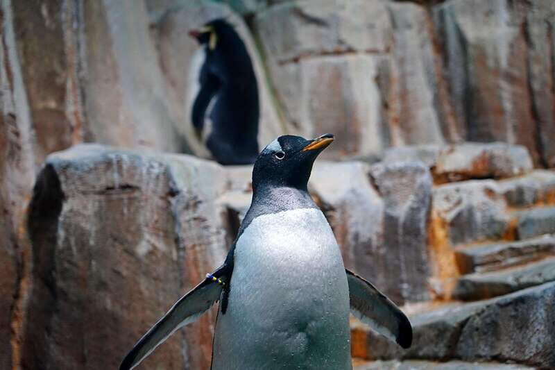 Montreal: Skip-the-line Biodome Private Tour with Tickets - FAQ