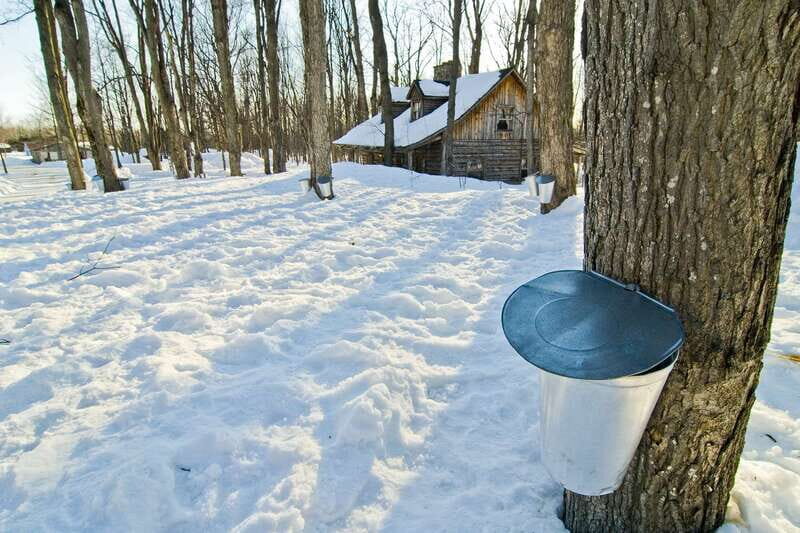Montreal: Sugar Shack Maple Syrup Day Trip with Lunch - An In-Depth Look at the Montreal Sugar Shack Day Trip