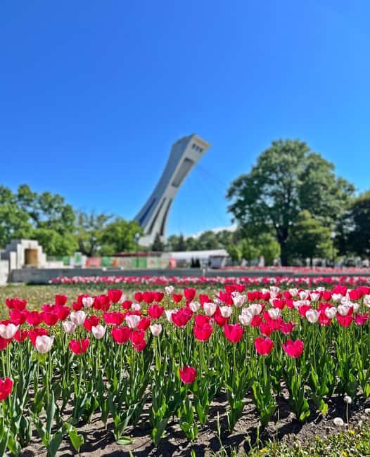 Montreal: Walking Tour 2h Downtown, RESO and Old Montreal - Authenticity and Overall Value