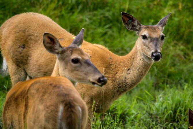 Montreal ZOO, private half day tour - Key Points