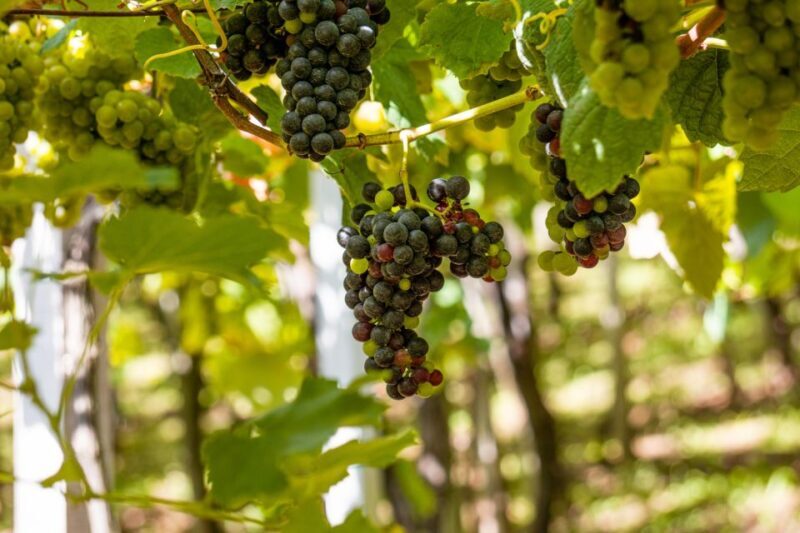 Montserrat & Cava Wineries Day Trip from Barcelona w/ Pickup - A Detailed Look at the Montserrat & Cava Wineries Tour