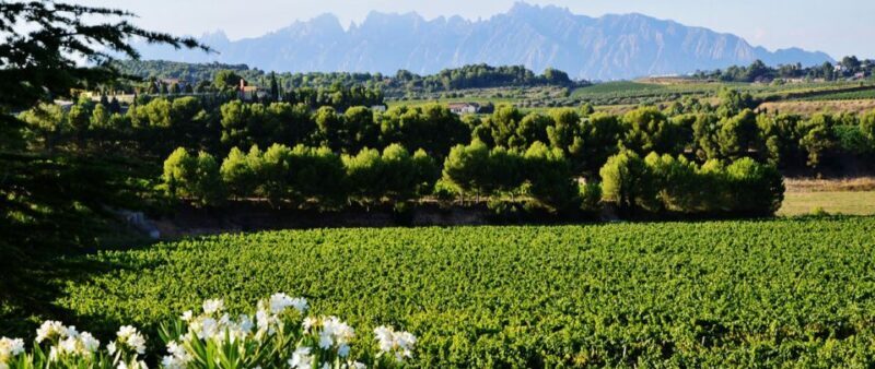 Montserrat: Private Half-Day Tour from Barcelona - Practical Tips for Your Montserrat Visit