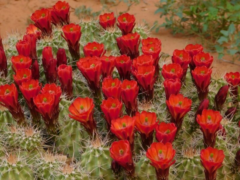 Monument Valley: Scenic 3.5-Hour Cultural Tour - What to Bring and What to Know