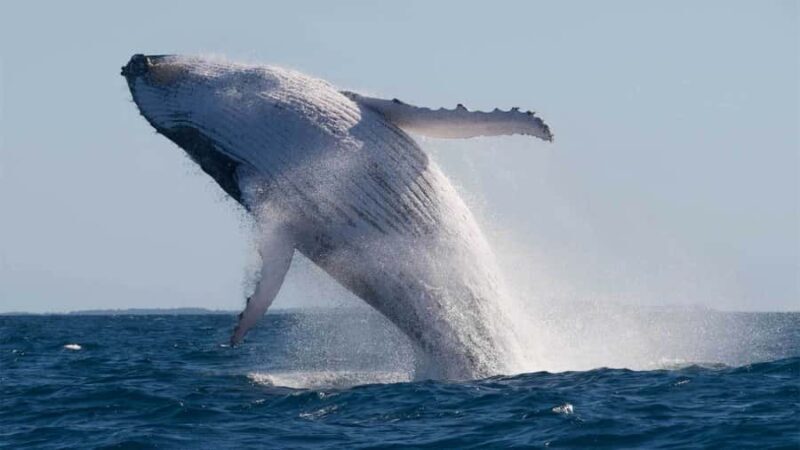 Mooloolaba: 2-Hour Whale Watching Adventure - An Honest Look at the Experience