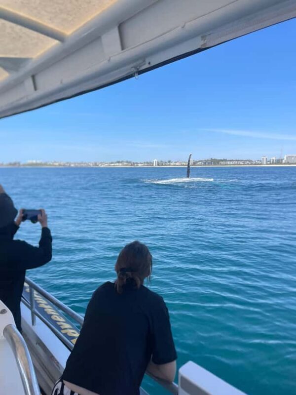 Mooloolaba: 2-Hour Whale Watching Adventure - FAQ Section