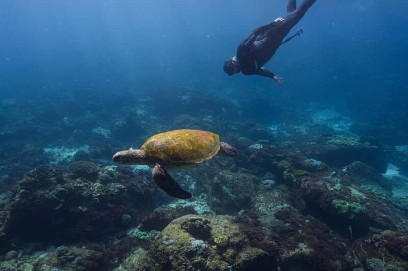 Mooloolaba: Turtle Snorkel & Swim at Mudjimba Island - A Friendly Dive into the Experience