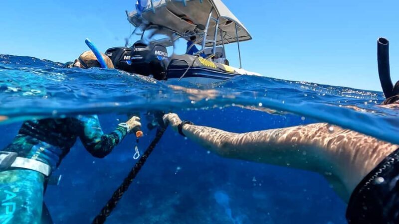 Mooloolaba: Turtle Snorkel & Swim at Mudjimba Island - The Itinerary in Detail