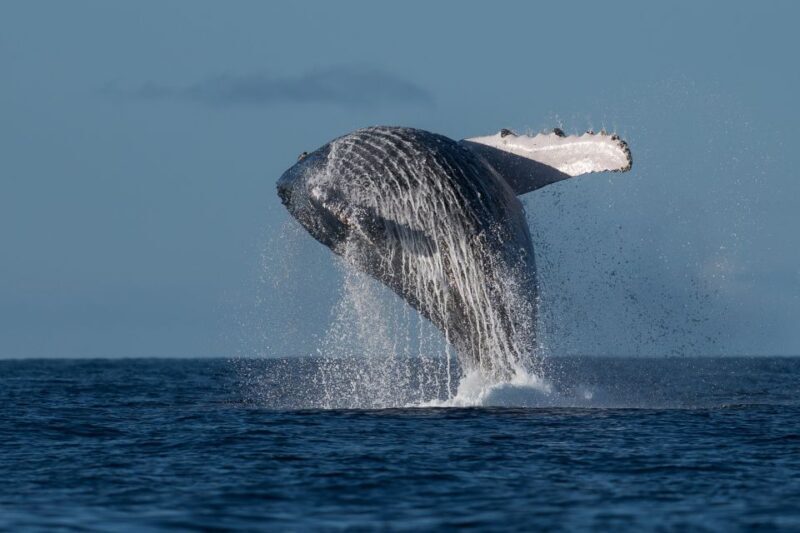 Mooloolaba: Whale Watching Cruise - Introduction: Introducing the Mooloolaba Whale Watching Cruise